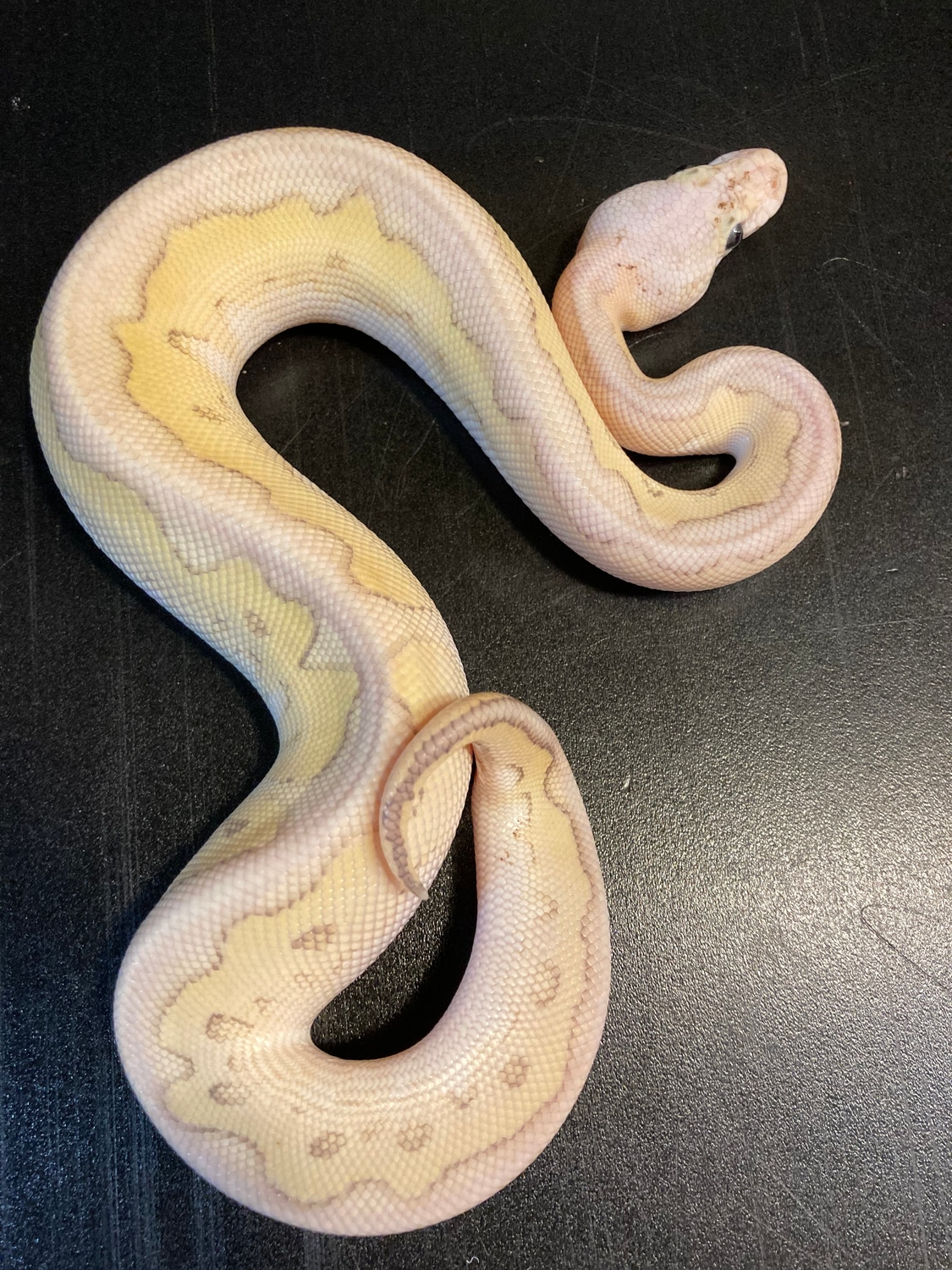 2022 Super Pastel Butter Clown Male Ball Python by Ballroom Pythons ...