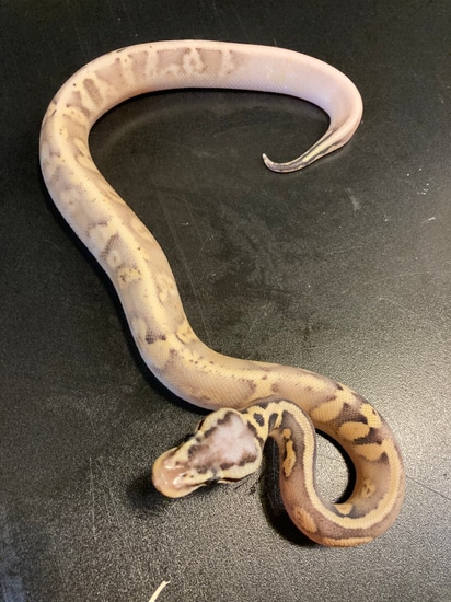 2022 Super Pastel Calico Yellowbelly Window Ringer Het Clown Male Ball ...