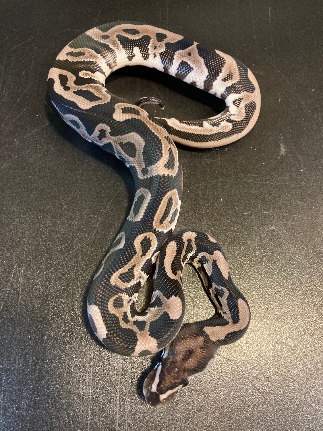 2022 VPI Axanthic Leopard Double Het Clown Het Piebald Male Ball Python ...