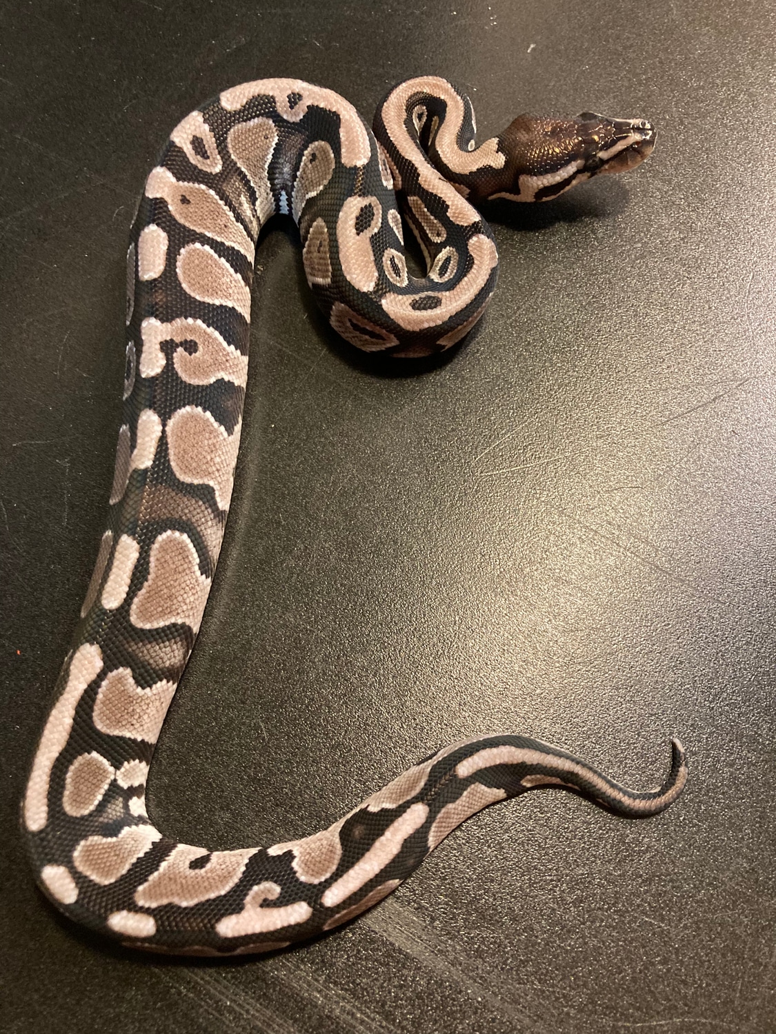 2022 Vpi Axanthic Double Het Clown Het Piebald Female Ball Python by ...