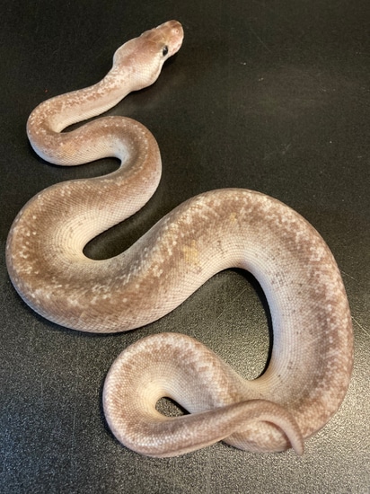 2022 Pastel Super Cinnamon 50% Het Clown Female Ball Python by Ballroom ...