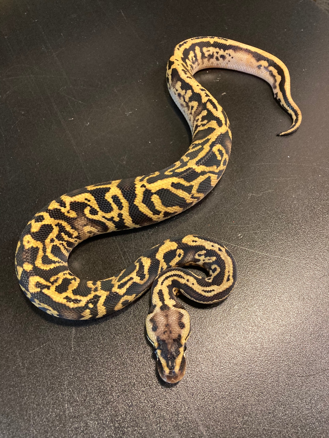 2022 Super Busy Pattern Window Leopard Pastel Yellowbelly Ringer Male ...