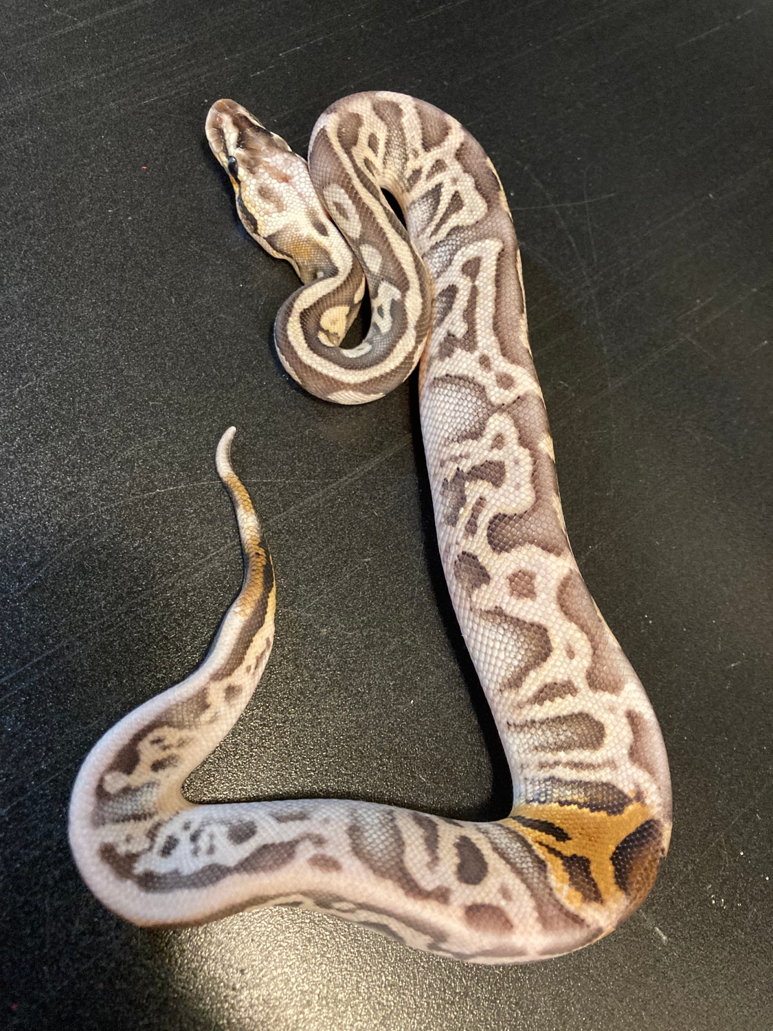 2022 Super Pastel Leopard Poss Calico Window Chimera Het Clown Female ...