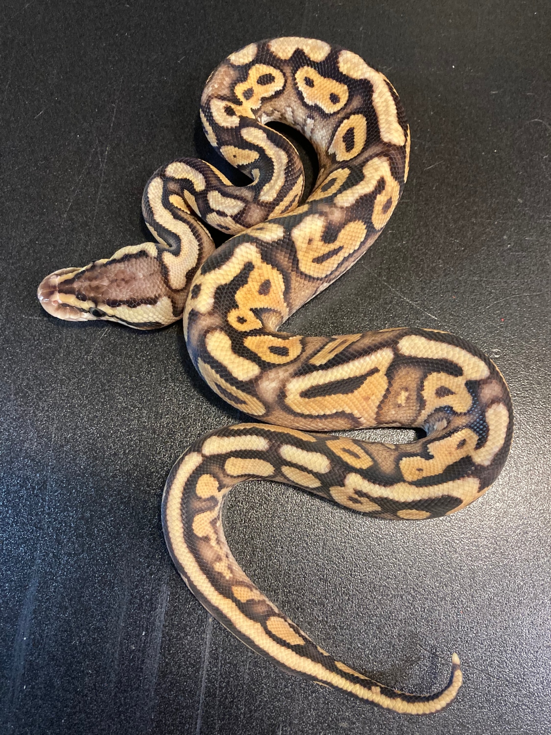 2022 Pastel Yellowbelly Het Clown Female Ball Python by Ballroom ...