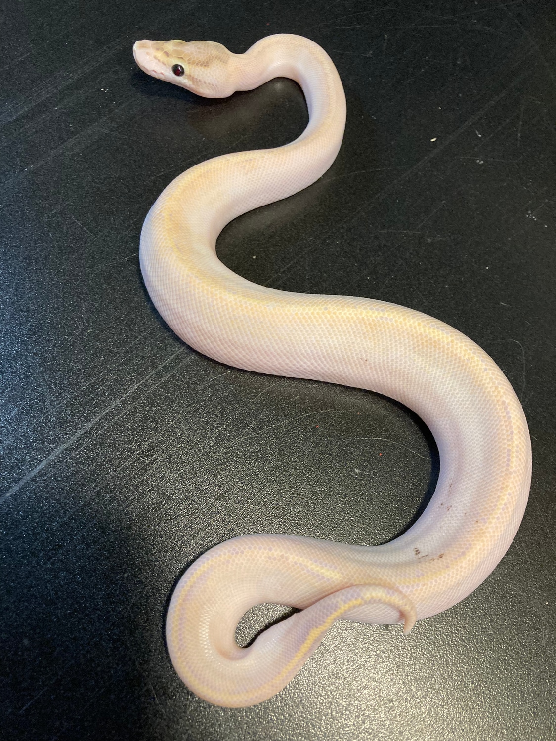 2022 Ivory Het Clown Poss HGW Poss Calico Male Ball Python by Ballroom Pythons South - MorphMarket