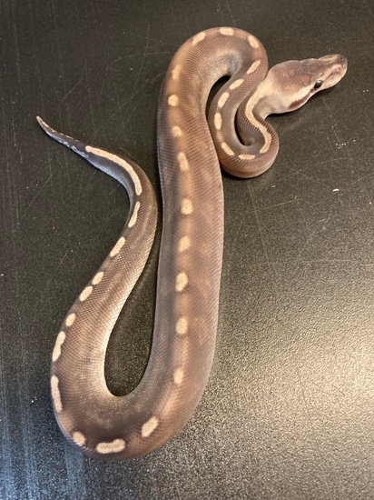 2022 Cinnamon GHI Poss Super Mojave Het Clown Male Ball Python by ...