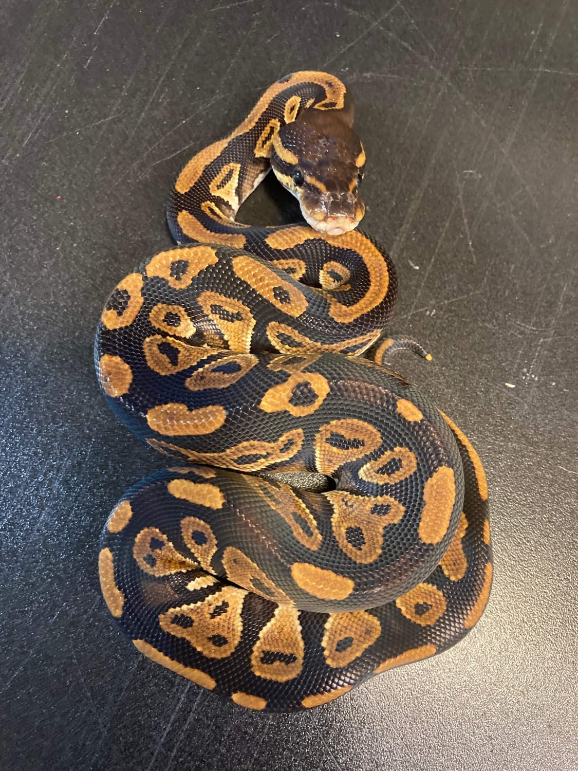 2022 Blackhead Het Clown 50% Het Piebald Male Ball Python by Ballroom Pythons South - MorphMarket