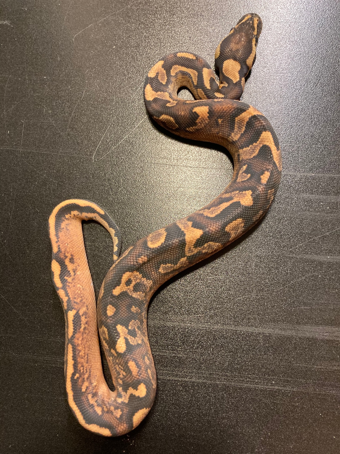 2022 Window Calico Yellowbelly Paradox Het Clown Male Ball Python by ...