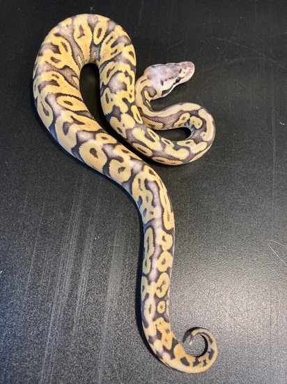 2022 Super Pastel Specter Het Clown Femlae Ball Python by Ballroom ...