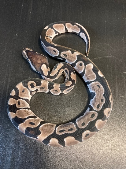 2022 TSK Axanthic Het Clown Female Ball Python by Ballroom Pythons South