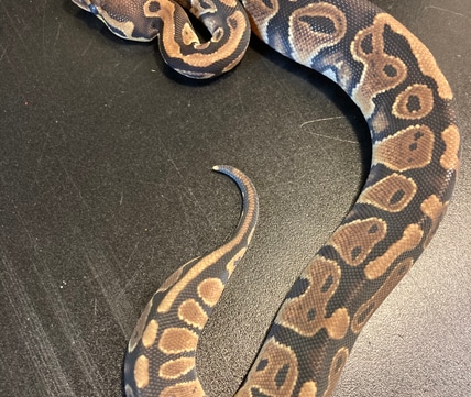 2022 Black Pewter Yellowbelly Piebald 89% White Male Ball Python by ...