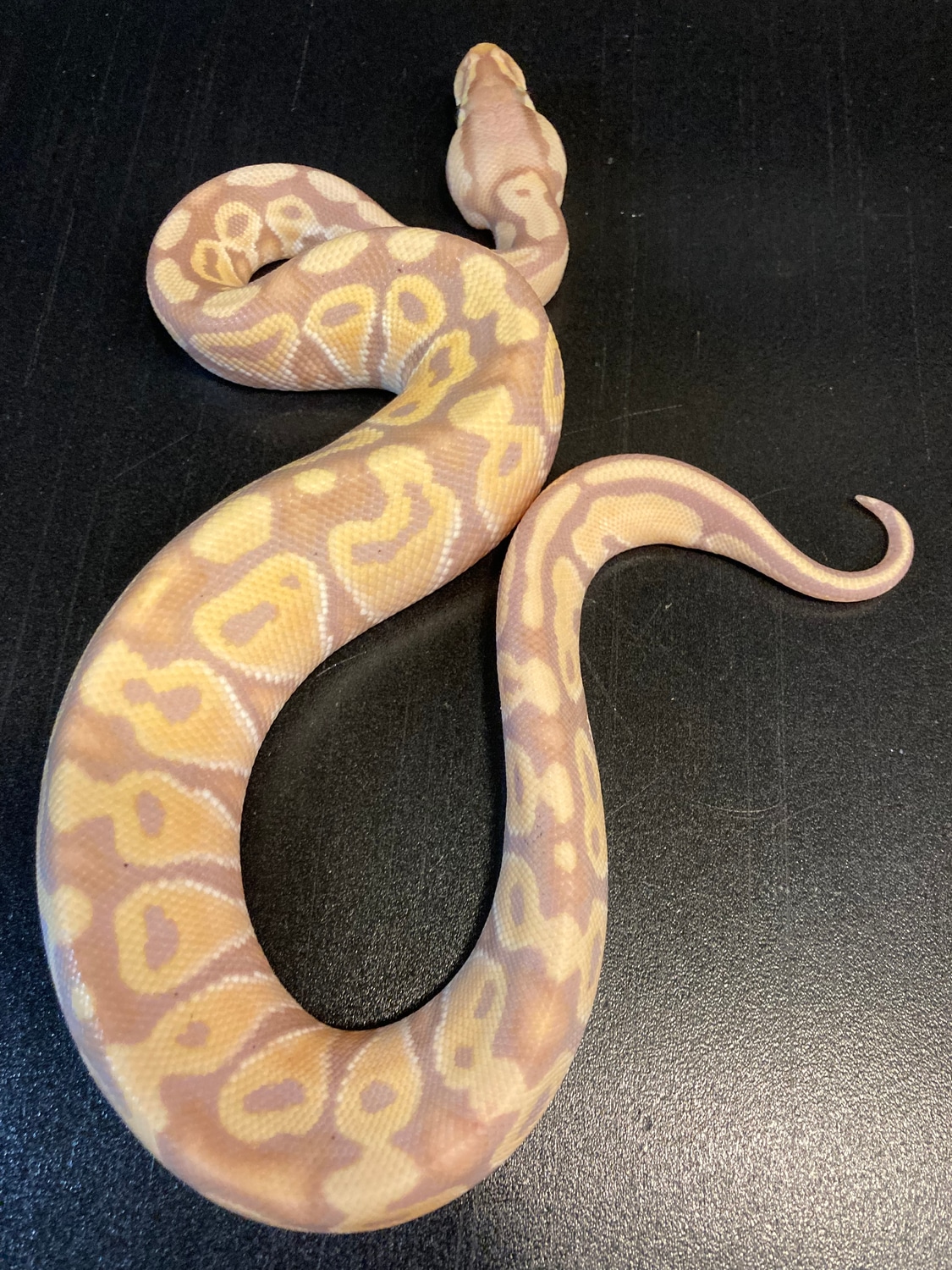 2022 Pastel Banana Double Het Clown Het Genetic Stripe Male Ball Python ...