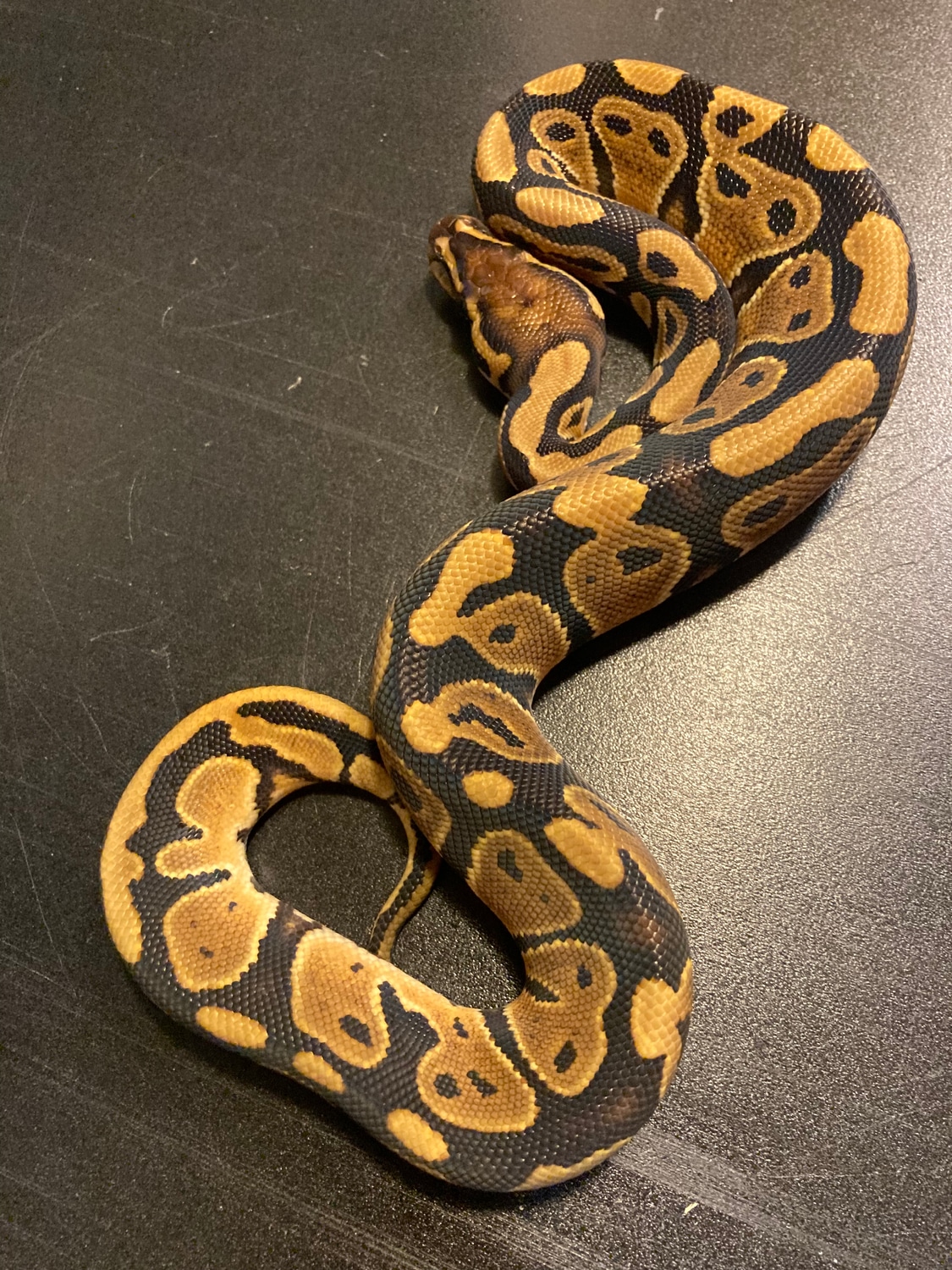 2022 Tripple Het Clown Het Piebald Het Albino Female Ball Python by ...