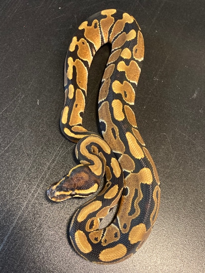 2022 66% Poss Double Het Puzzle Clown Female Ball Python by Ballroom ...