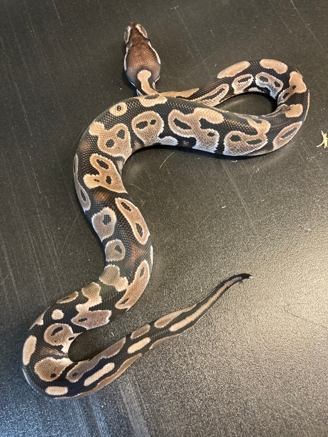 2022 TSK Axanthic Het Clown Female Ball Python by Ballroom Pythons ...