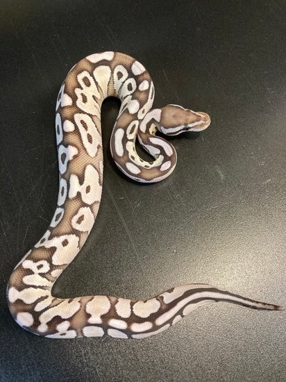 2022 Butter Pastel TSK Axanthic Het Clown Female Ball Python by ...