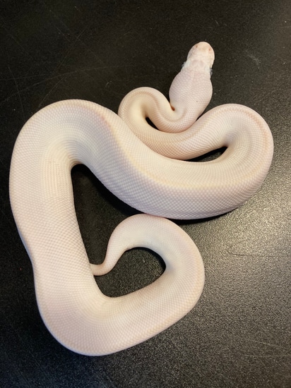 2022 Blue Eye Leucistic Mojave / Butter Het Clown Poss Pastel Female ...