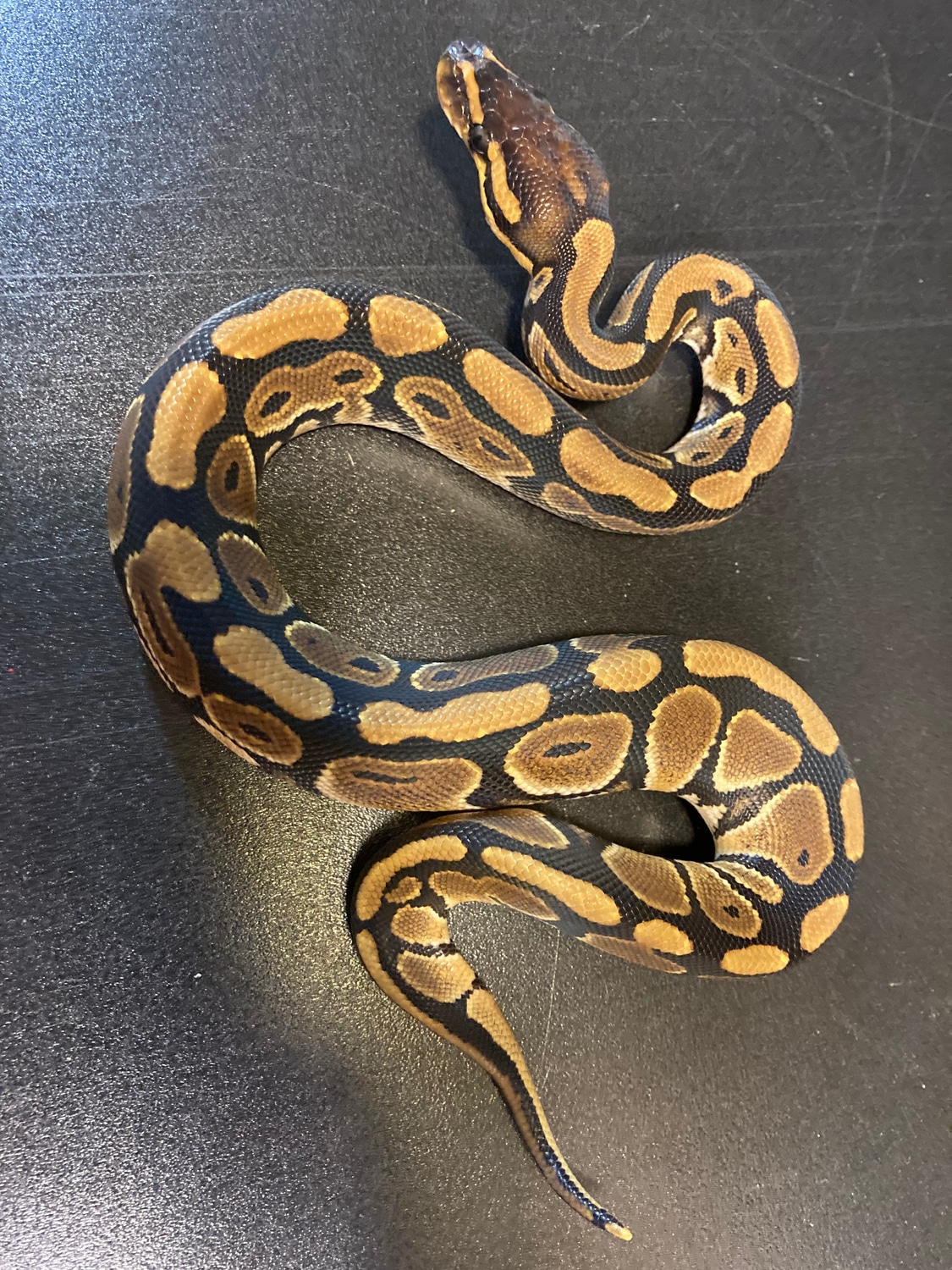 2022 Double Het VPI Axanthic Het Clown Female Ball Python by Ballroom ...