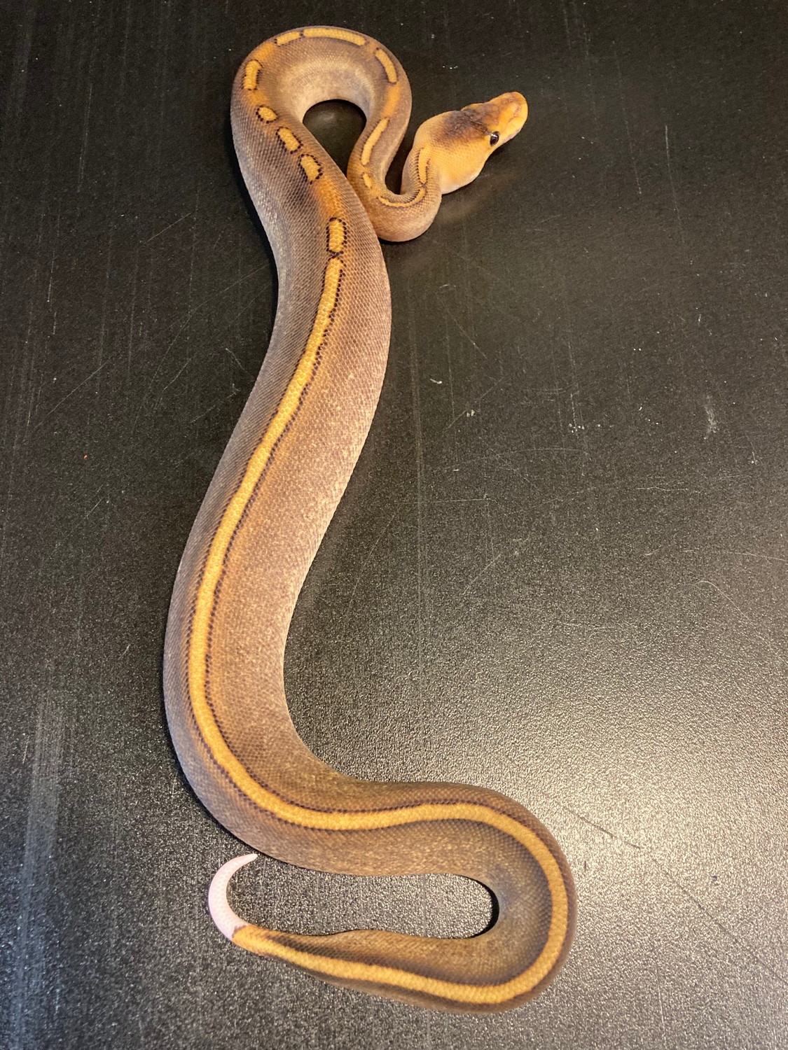 2022 Cinnamon Champagne Poss Enchi YB 50% Double Het Clown G Stripe ...