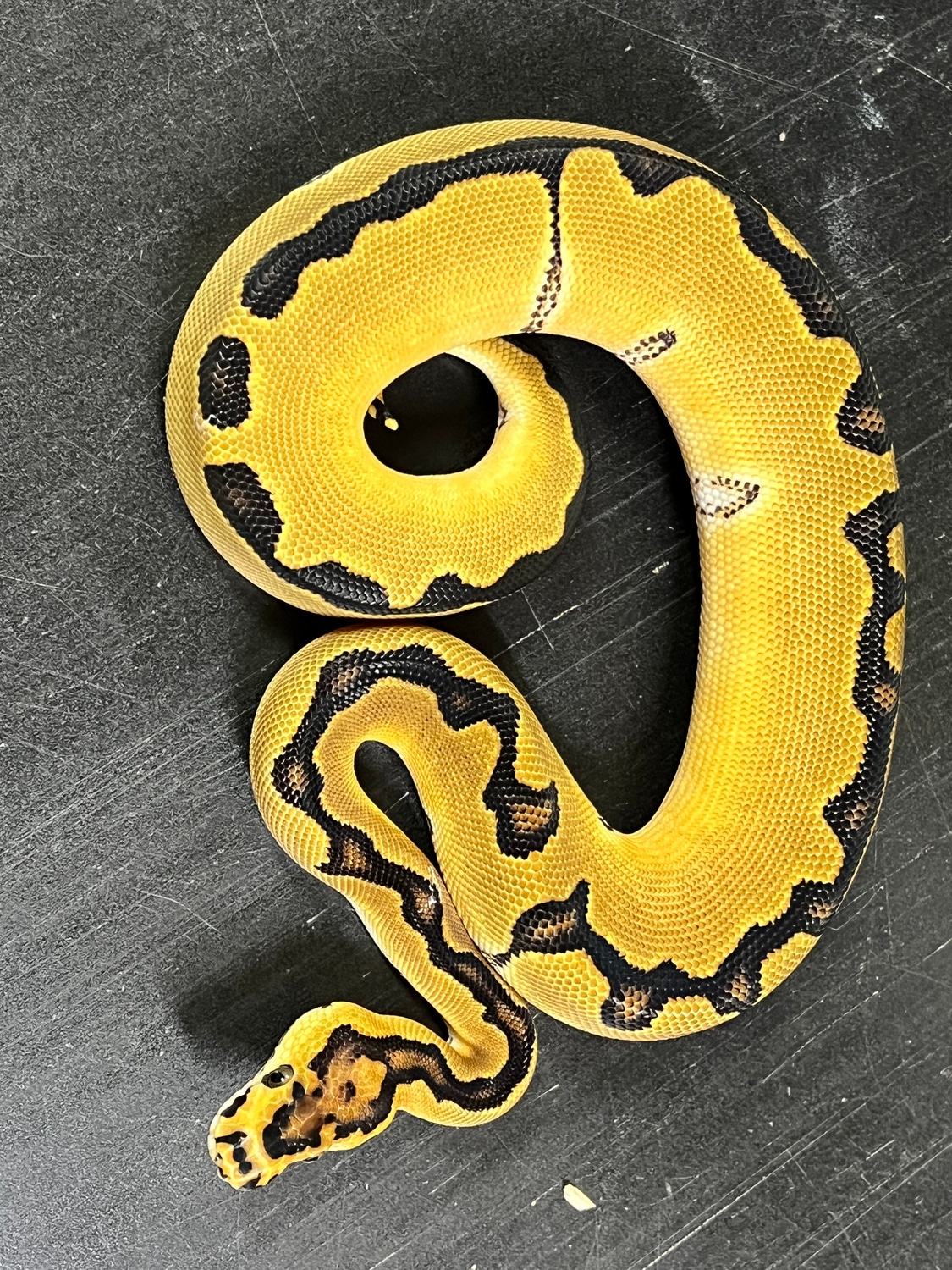 2022 PUZZLE Clown Female Ball Python by Ballroom Pythons South ...