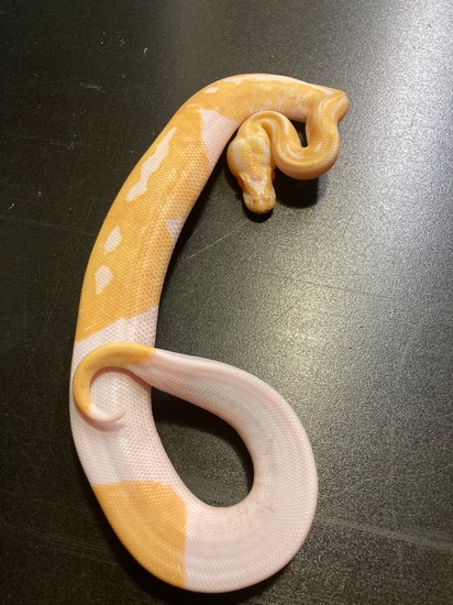 2022 Albino Piebald 47 % White High Contrast Male Ball Python by ...