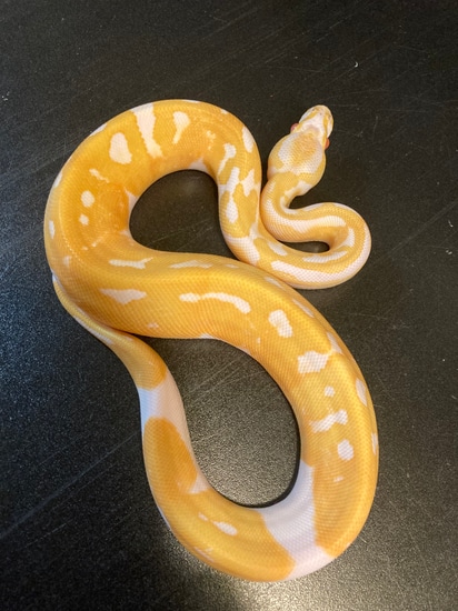 2022 SHC Albino Piebald 7% White Male Ball Python by Ballroom Pythons South