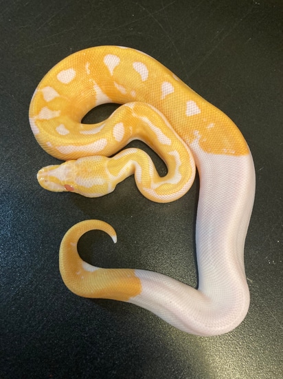 2022 HC Albino Piebald 32% White Male Ball Python by Ballroom Pythons South