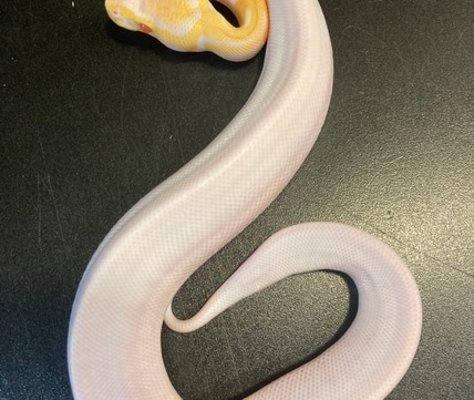 2022 Albino Piebald 81% White Male Ball Python by Ballroom Pythons ...