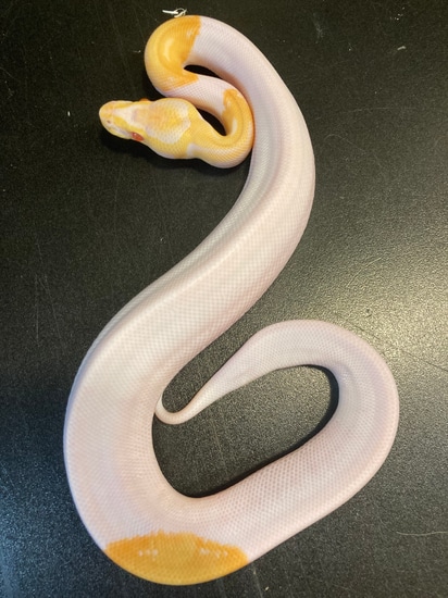 2022 HC Albino Piebald 82% White Male Ball Python by Ballroom Pythons South