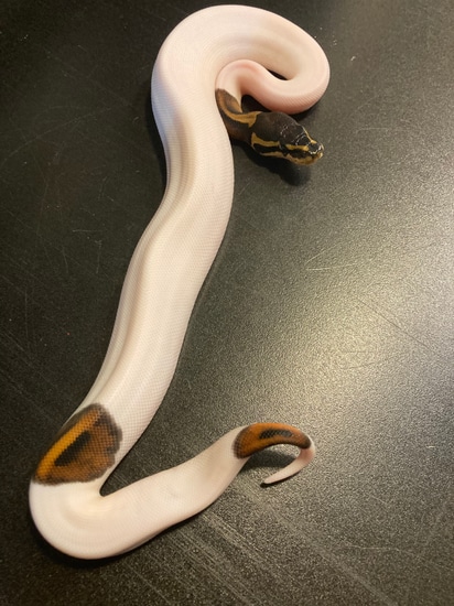 2022 Black Pastel Piebald 84% White Femlae Ball Python by Ballroom ...