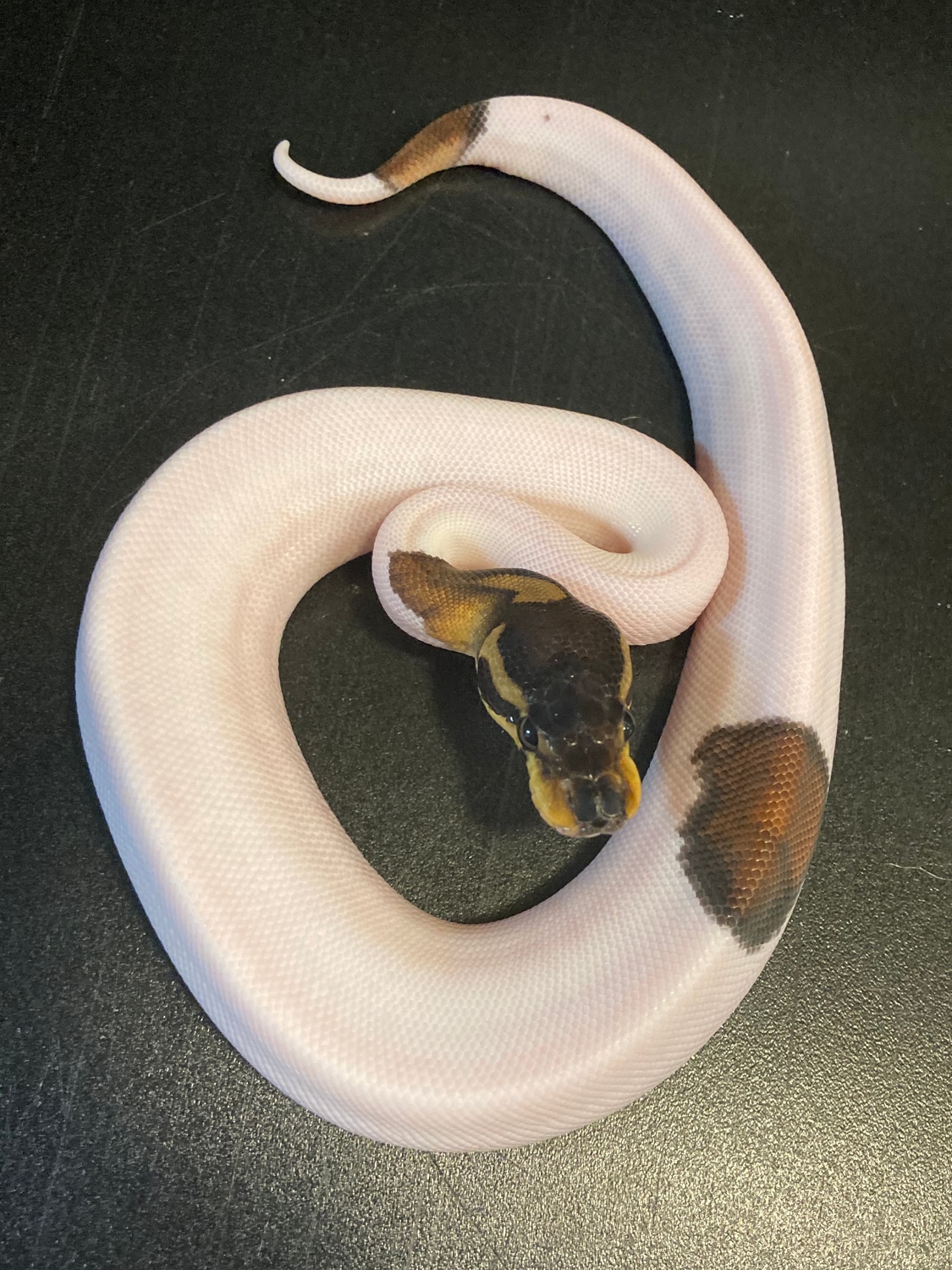 2022 Black Pastel Piebald 83% White Male Ball Python by Ballroom ...