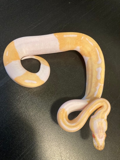 2022 HC Albino Piebald 41% White Female Ball Python by Ballroom Pythons ...