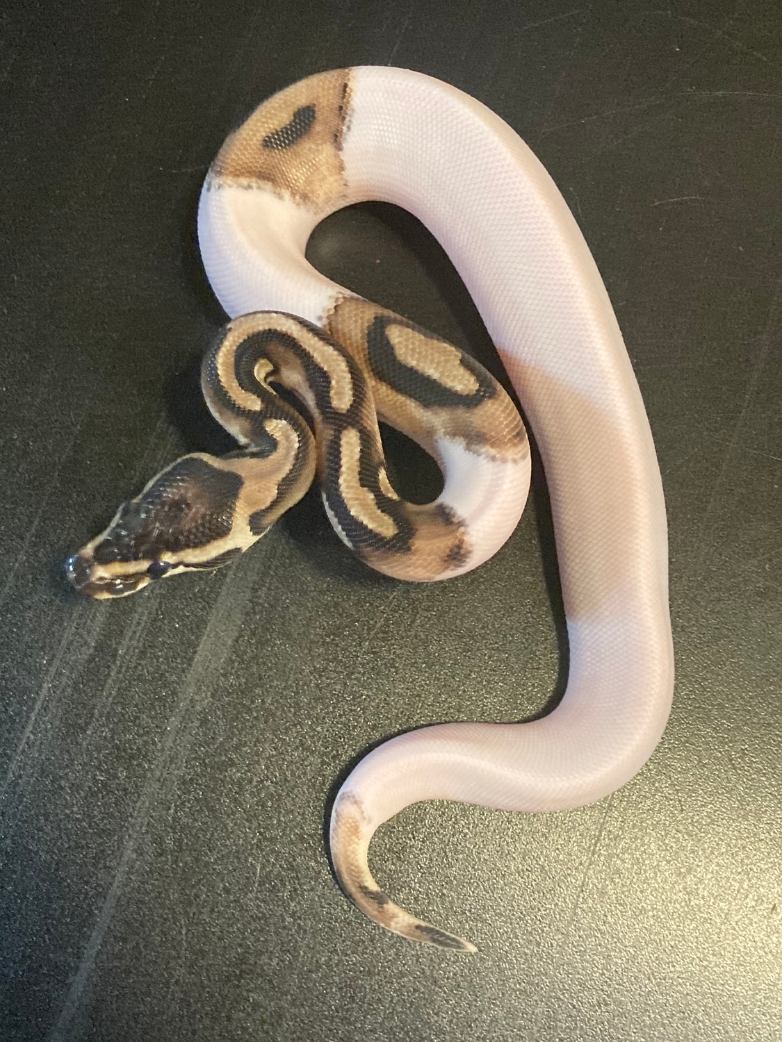 2022 TSK Axanthic Piebald 69% White Femlae Ball Python by Ballroom ...