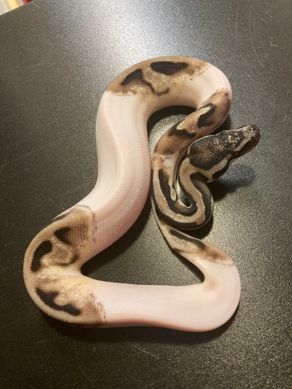 2022 TSk Axanthic Piebald 48% White Female Ball Python by Ballroom ...