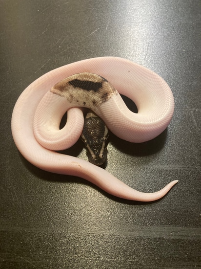 2022 Tsk Axanthic Piebald 82% White Male Ball Python by Ballroom Pythons South