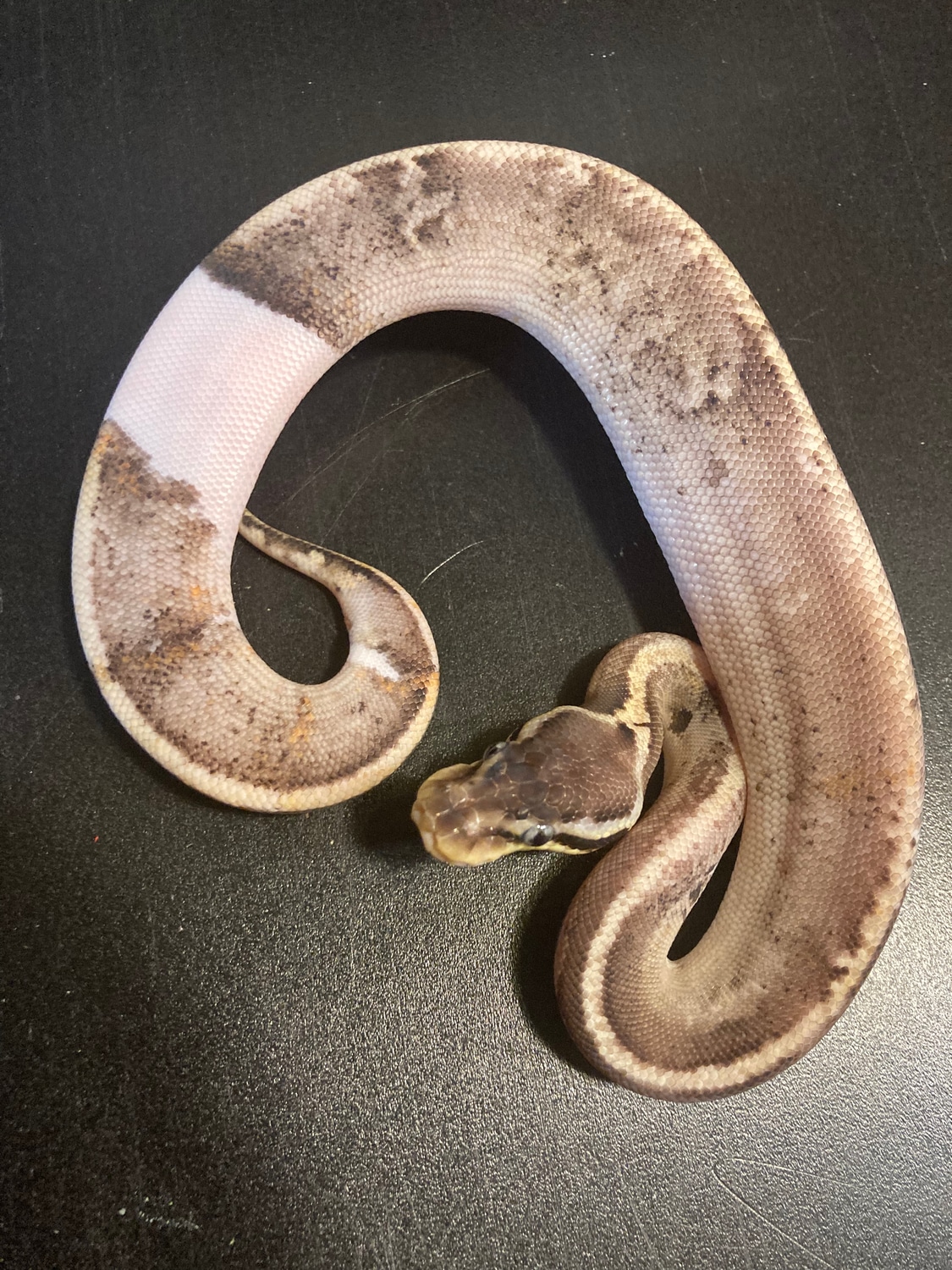 2022 Black Pewter Superstripe Piebald 9% White Female Ball Python by Ballroom Pythons South ...