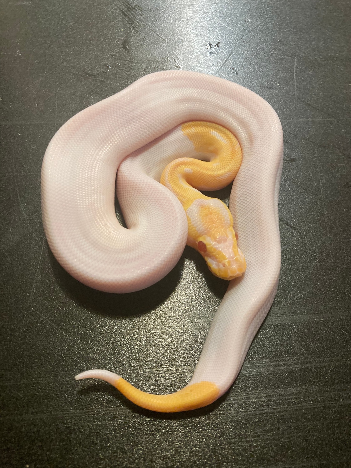 2022 Candino Piebald 78 % White Female Ball Python by Ballroom Pythons ...