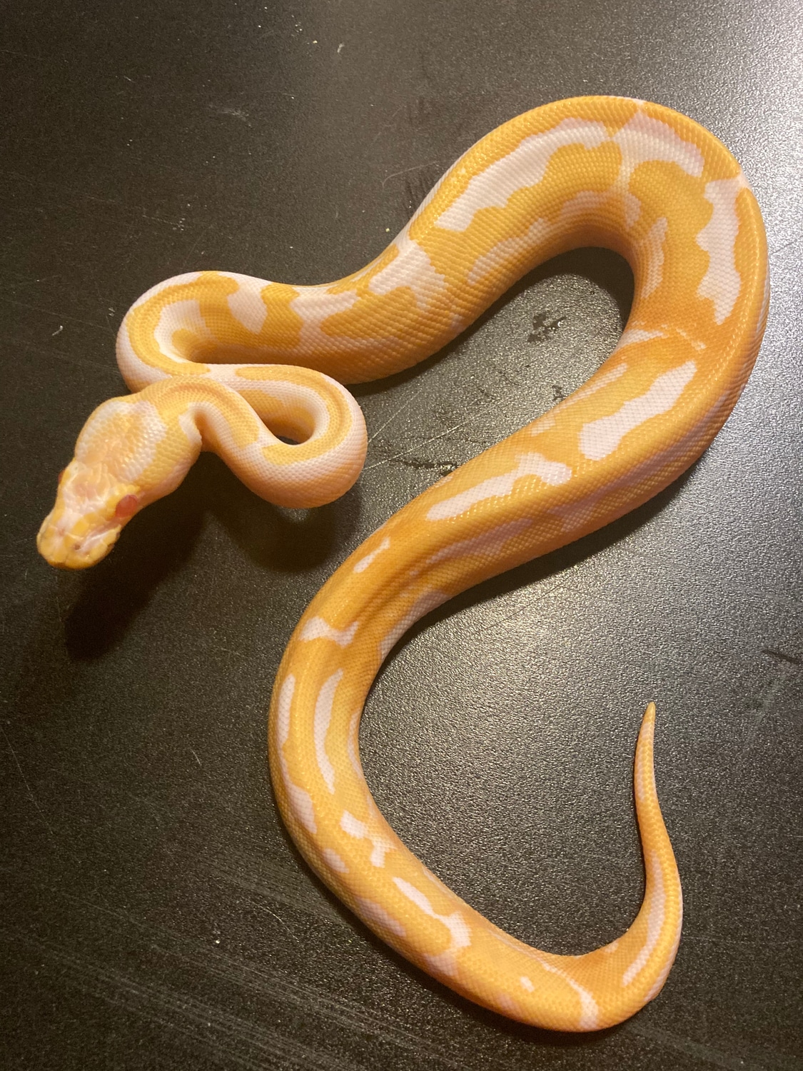 2022 Albino Piebald Striped 1% White Female Ball Python by Ballroom ...