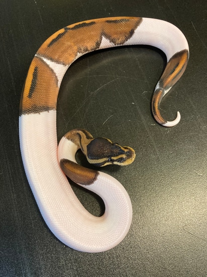 2022 Black Pastel Striped Piebald 76% White Male Ball Python by ...