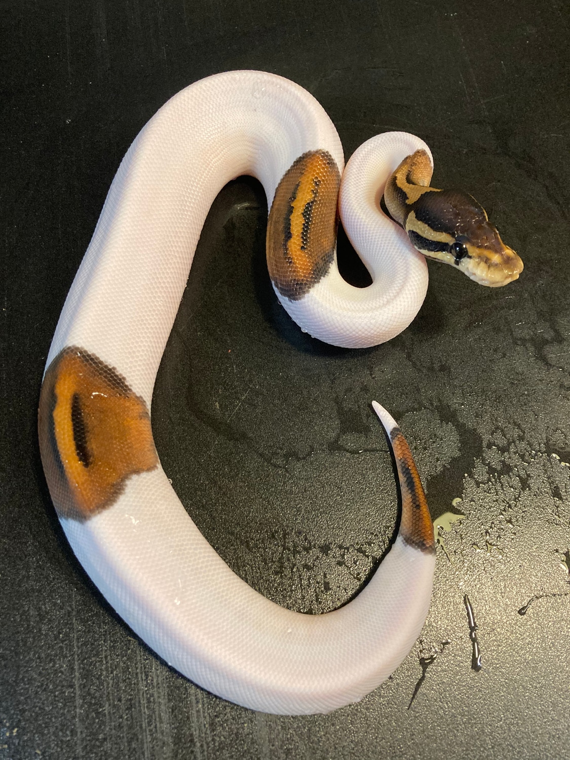 2022 Black Pastel Piebald 78% White Female Ball Python by Ballroom ...