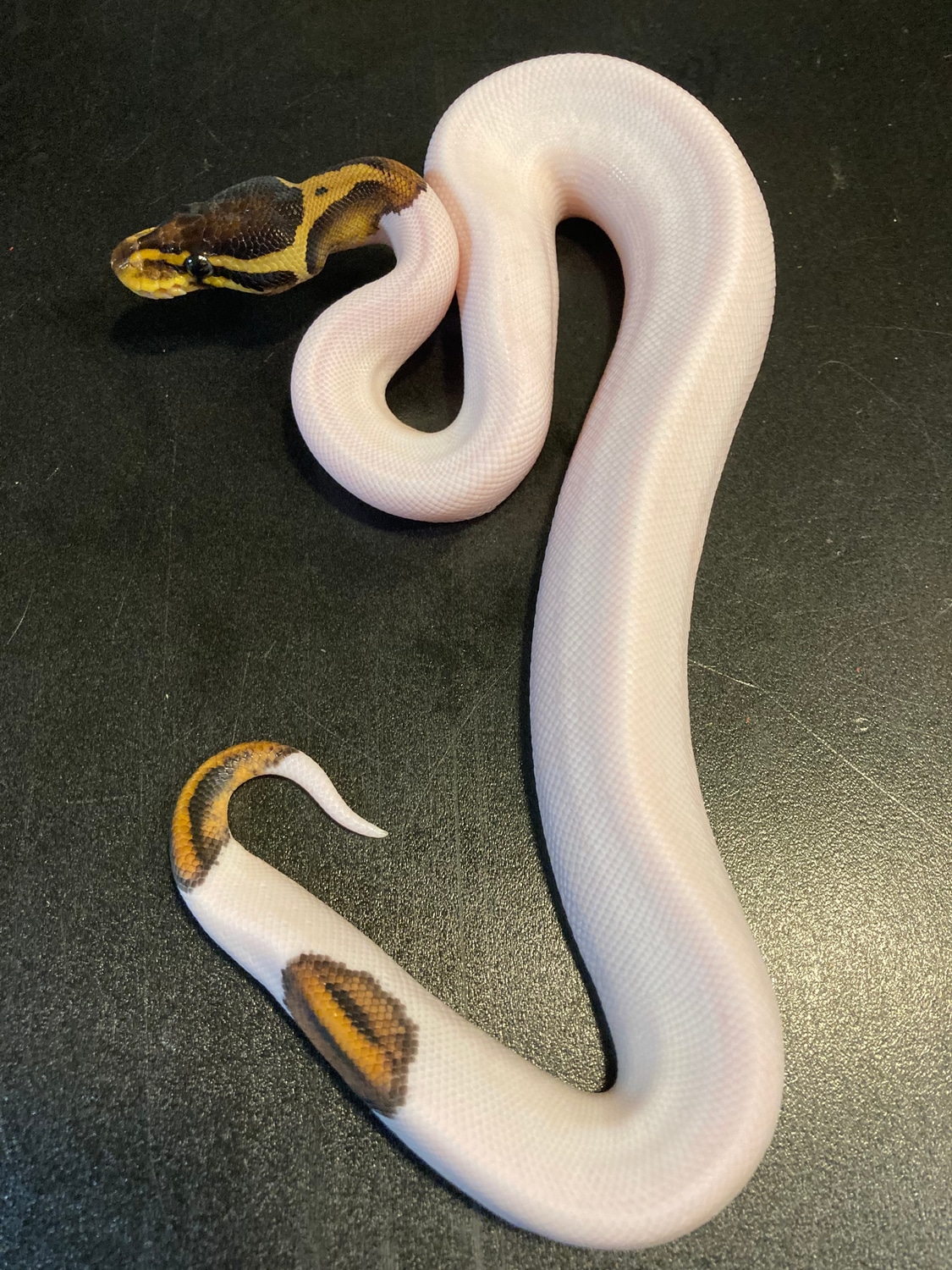 2022 Black Pastel Piebald 87% White Male Ball Python by Ballroom ...