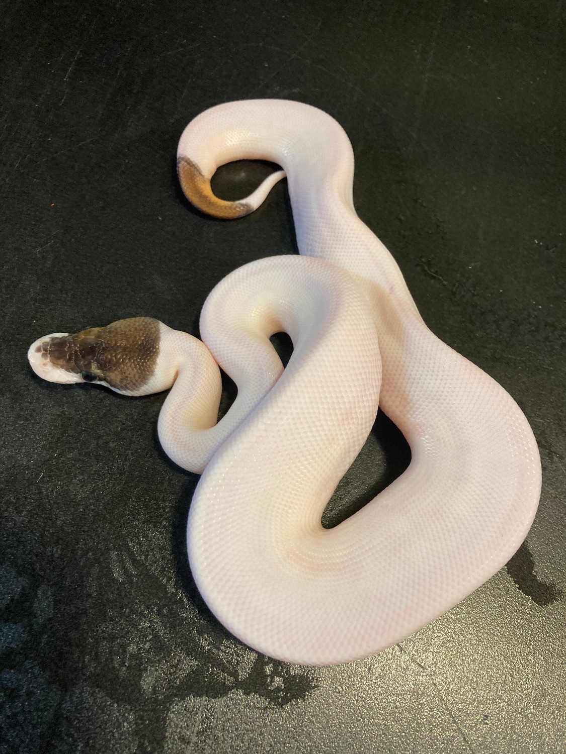 2022 Cinnamon Piebald 90% White Male Ball Python by Ballroom Pythons ...