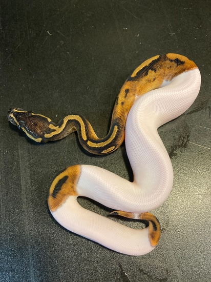 2022 Piebald Het TSK Axanthic 67 % White Female Ball Python by Ballroom ...