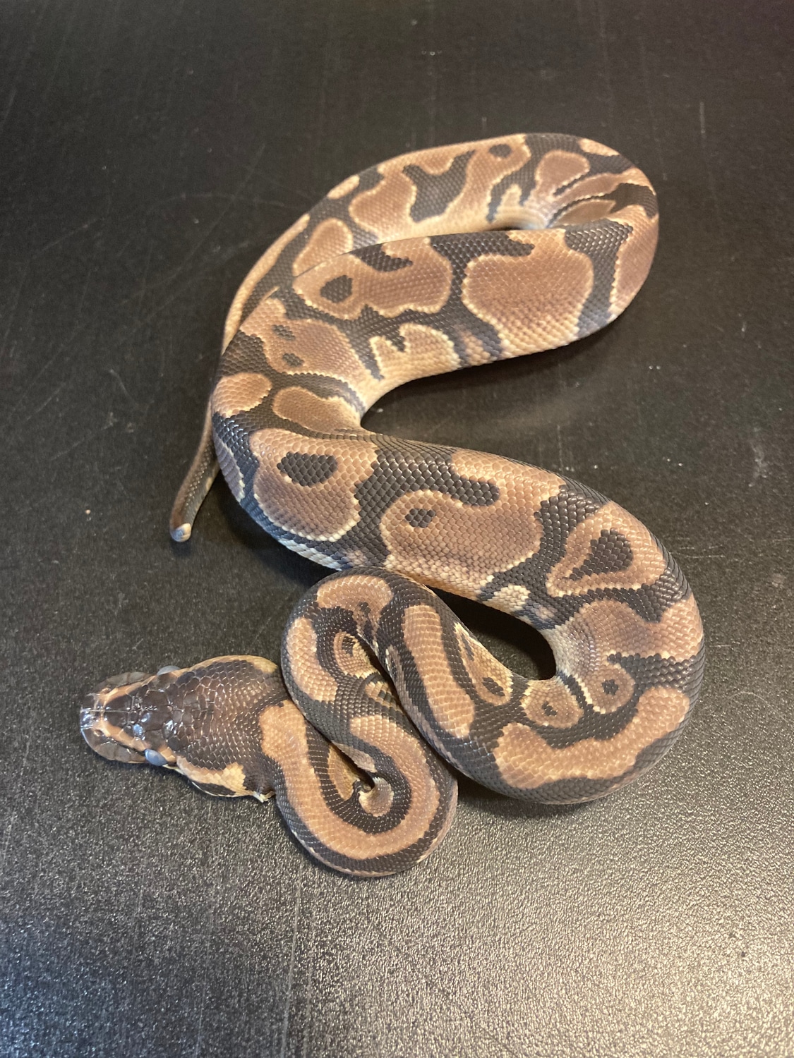 2022 Double Het TSk Axanthic Het Piebald Female Ball Python by Ballroom ...