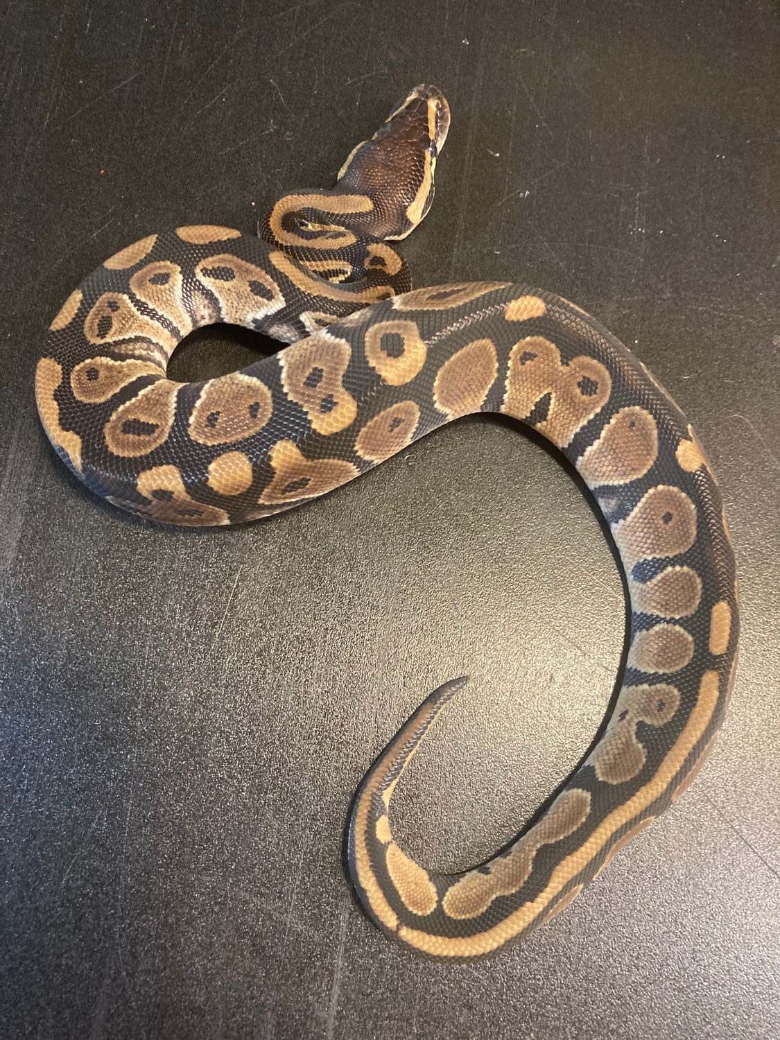 2022 Double Het TSK Axanthic Piebald Female Ball Python by Ballroom ...