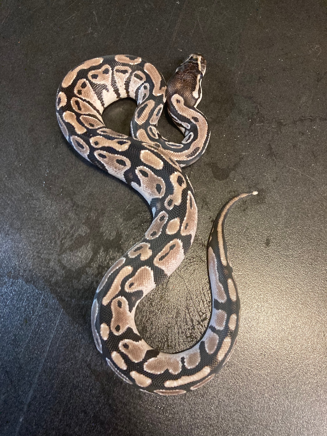 2022 Tsk Axantic Het Piebald Female Ball Python by Ballroom Pythons ...