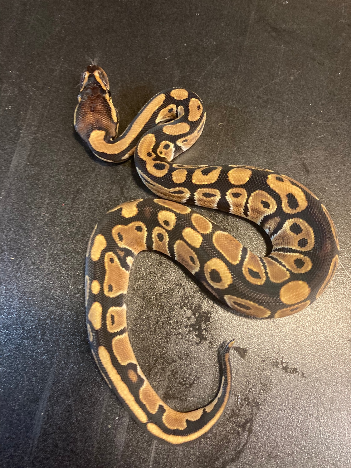 2022 Double Het TSK Axanthic Piebald Female Ball Python by Ballroom ...