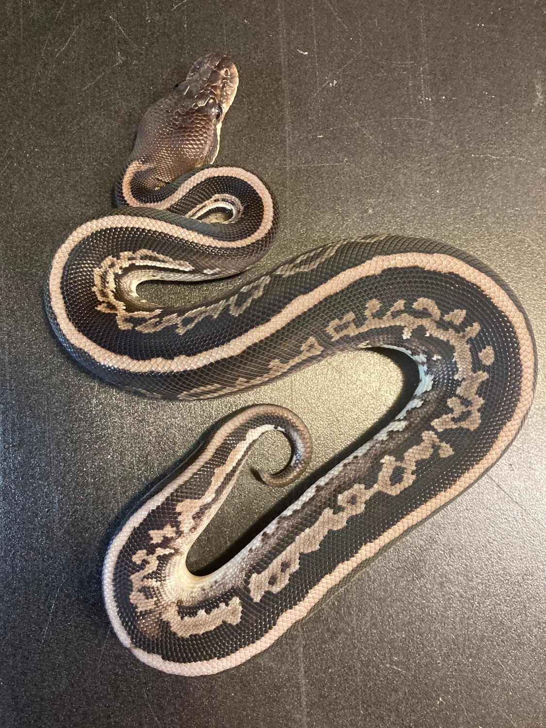 2022 VPI Axanthic Black Pastel Leopard Or Super Leopard Striped Het ...