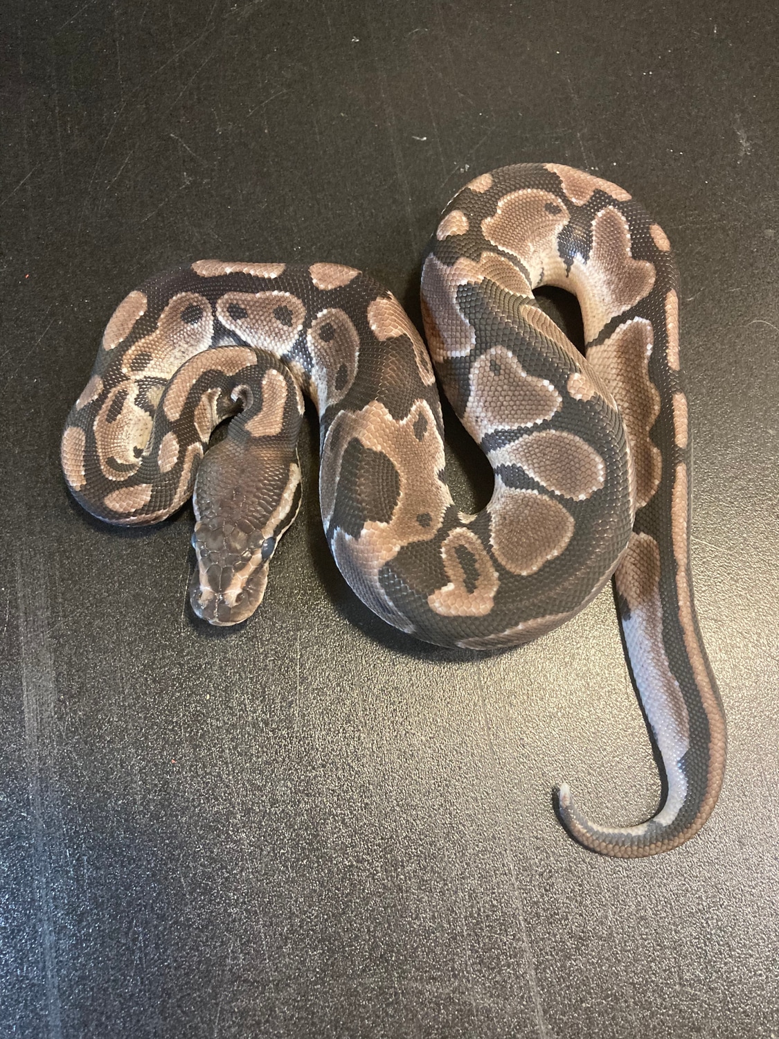 2022 TSK Axanthic Het Piebald Male Ball Python by Ballroom Pythons ...