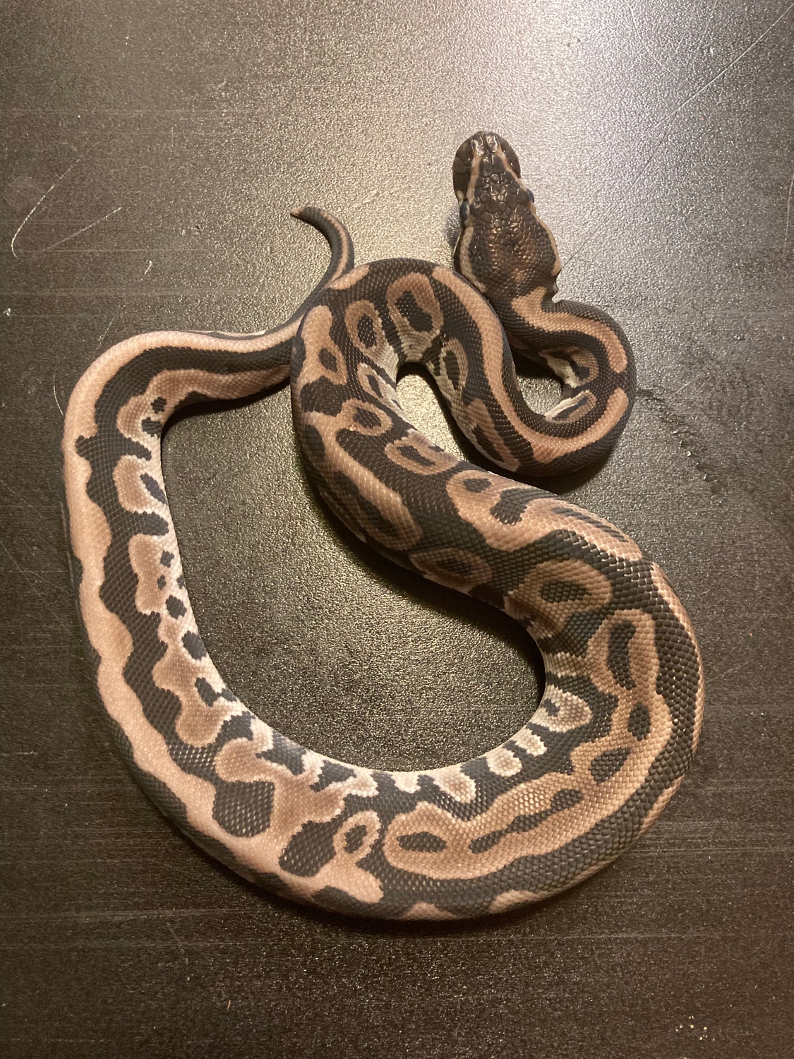 2022 VPI Axanthic Leopard Poss Super Leo 50% Het Pied Female Ball ...